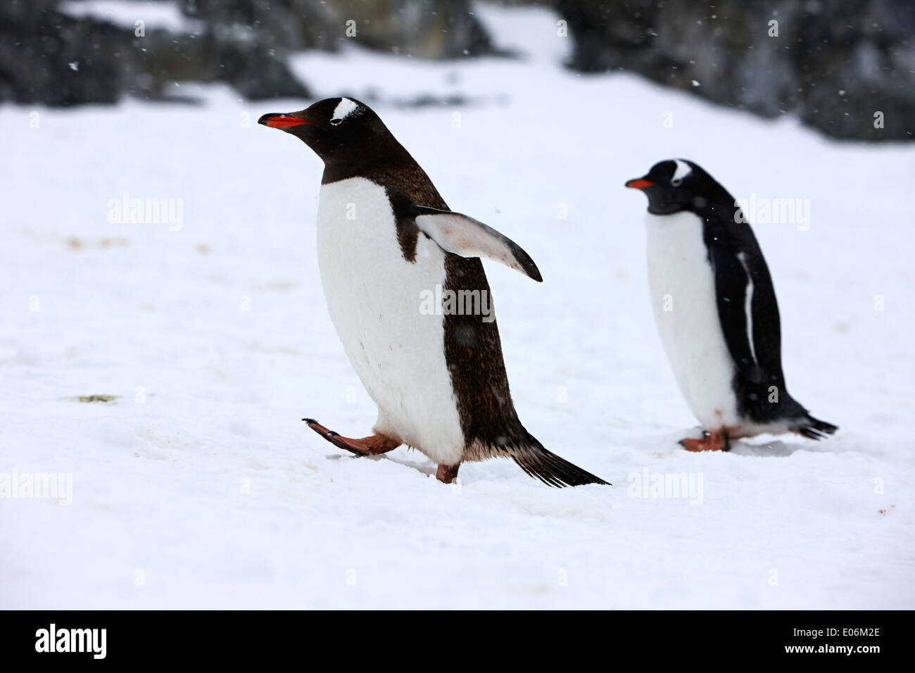 gentoo penguin cooling down with wings outstretched walking on ...