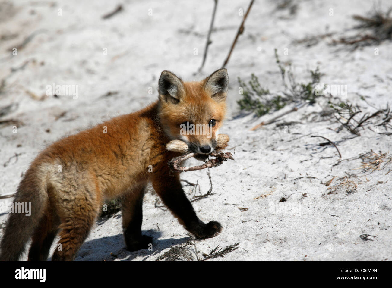 Young Red Fox at Robert Moses State Park Stock Photo - Alamy