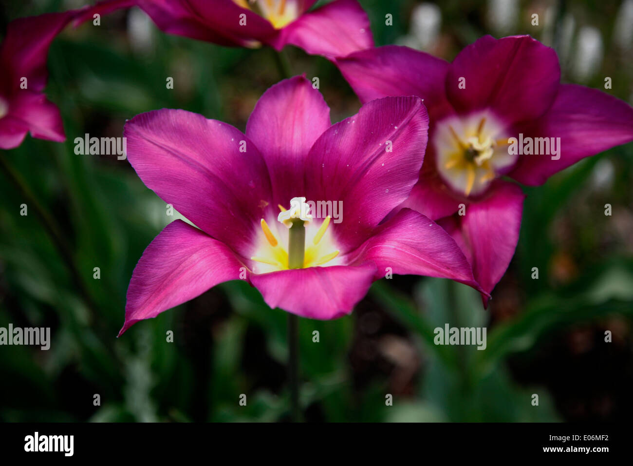 This enigmatic newcomer has large chalice-like flowers with reflexed ...