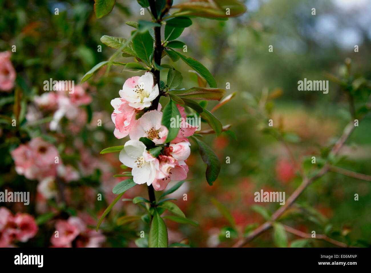 Pome fruit hi-res stock photography and images - Alamy