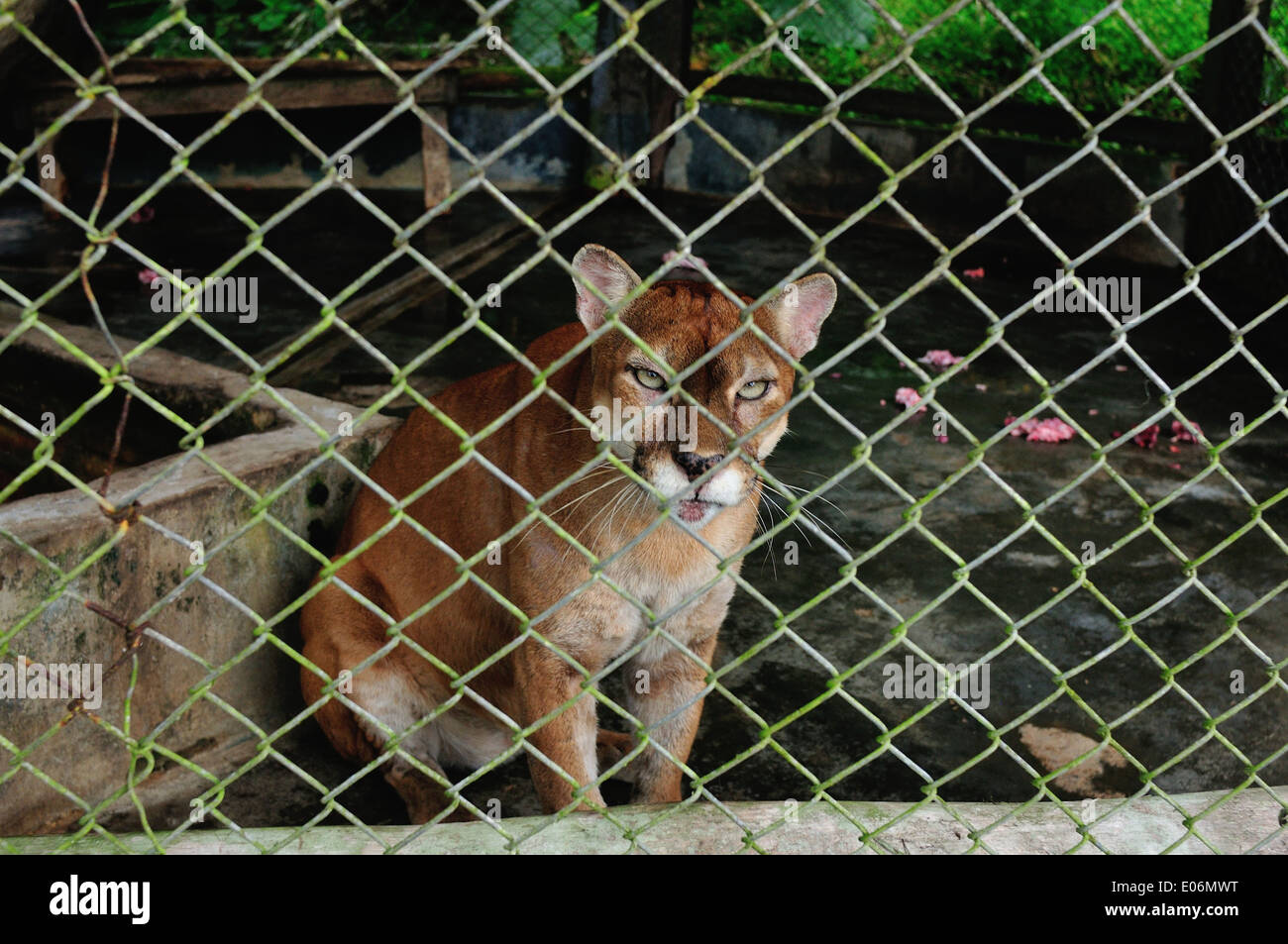Puma - QUISTOCOCHA - Zoological Park in IQUITOS. Department of Loreto ...