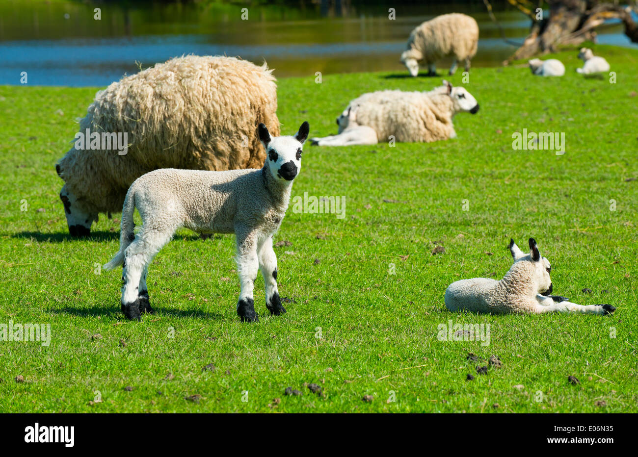 Shropshire sheep hi-res stock photography and images - Alamy