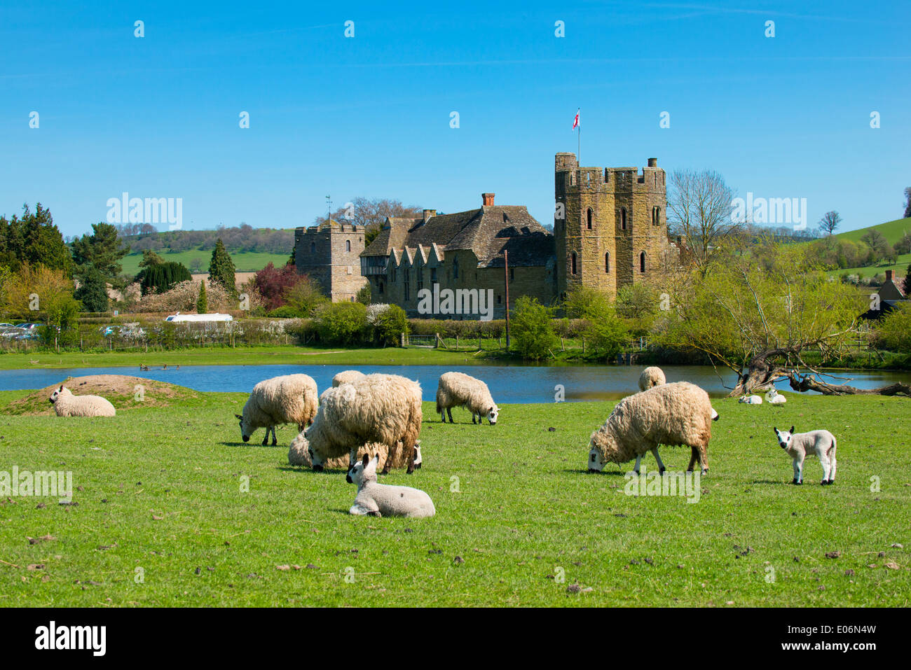 Shropshire sheep hi-res stock photography and images - Alamy