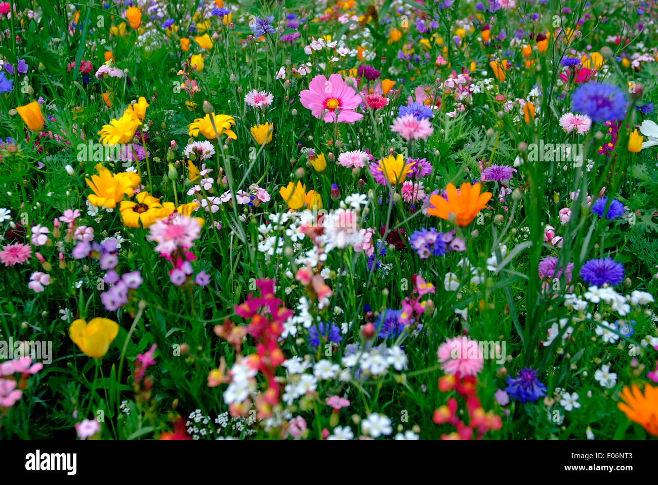 Amazing wildflowers hi-res stock photography and images - Alamy