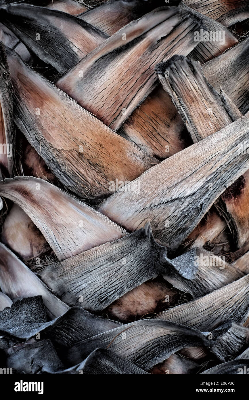 Palm tree bark tropical hi-res stock photography and images - Alamy