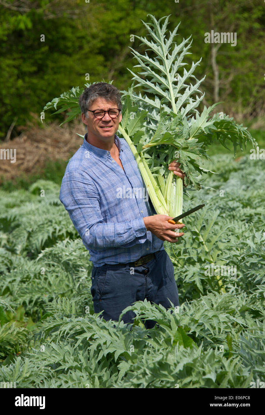 Cardoon being grown in Devon at Riverford Organic Farms, Totnes and ...