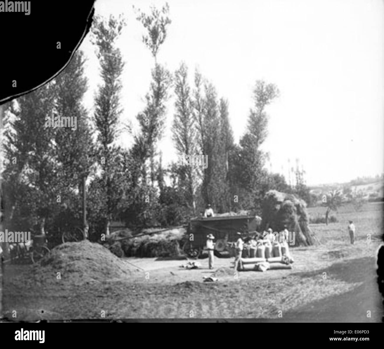 This historical photograph shows a threshing machine in operation in ...