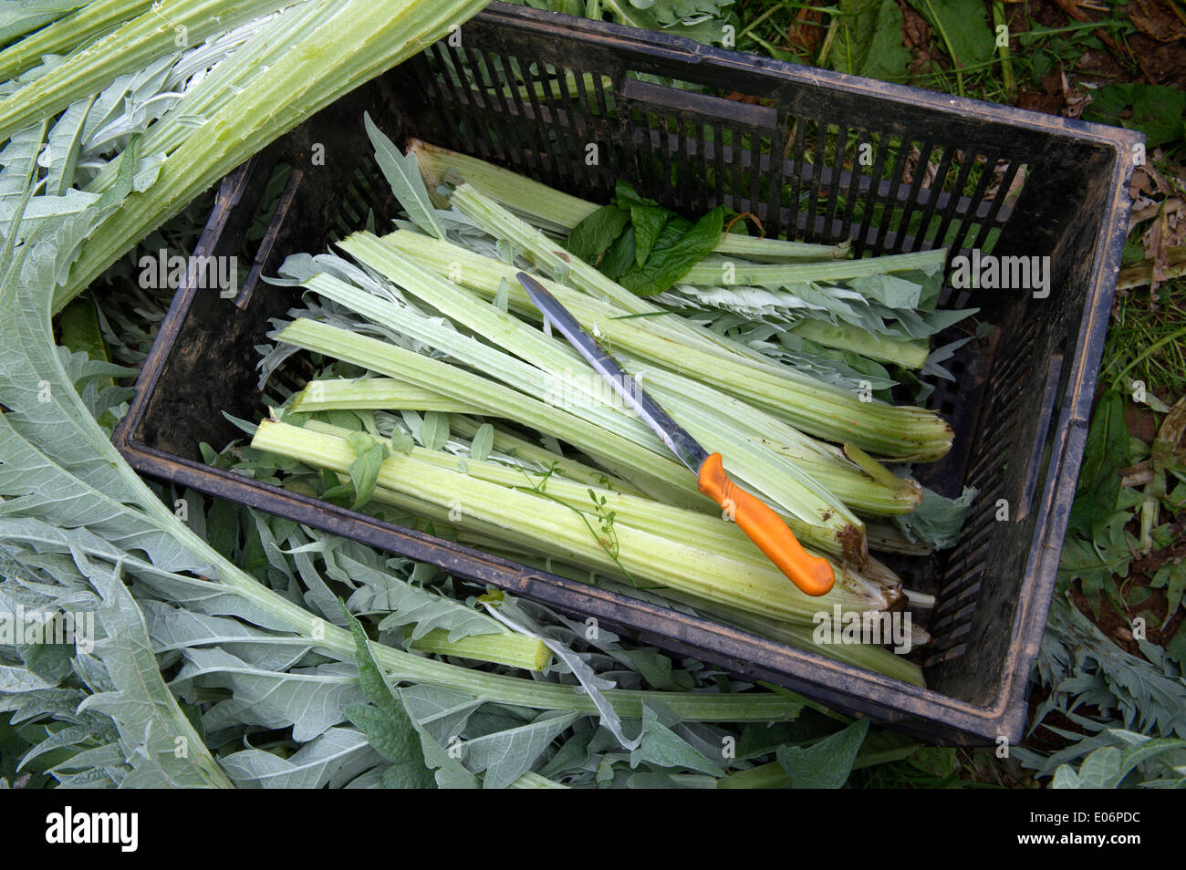 Cardoon being grown in Devon at Riverford Organic Farms, Totnes and ...