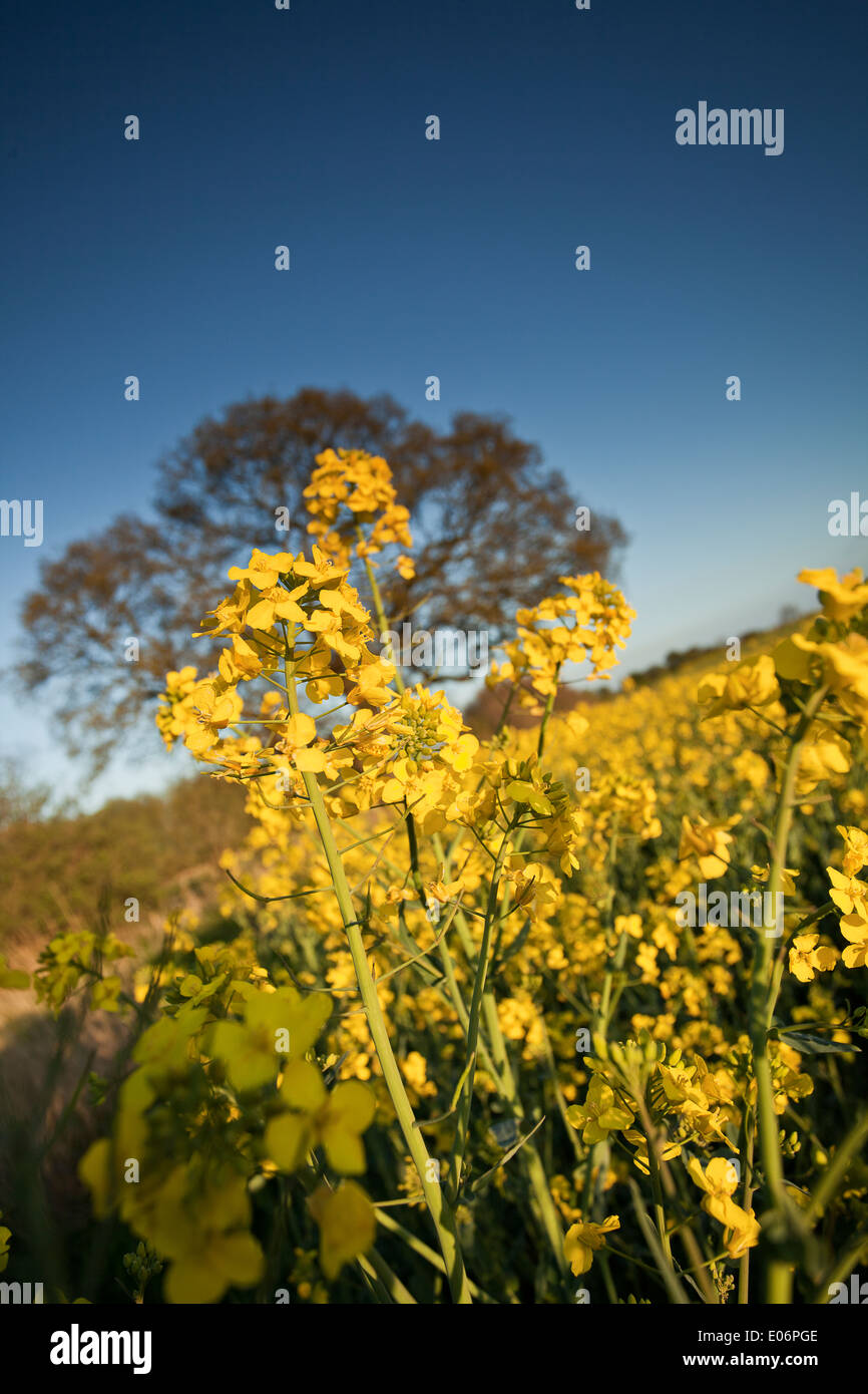 Field of Rape Seed Stock Photo - Alamy