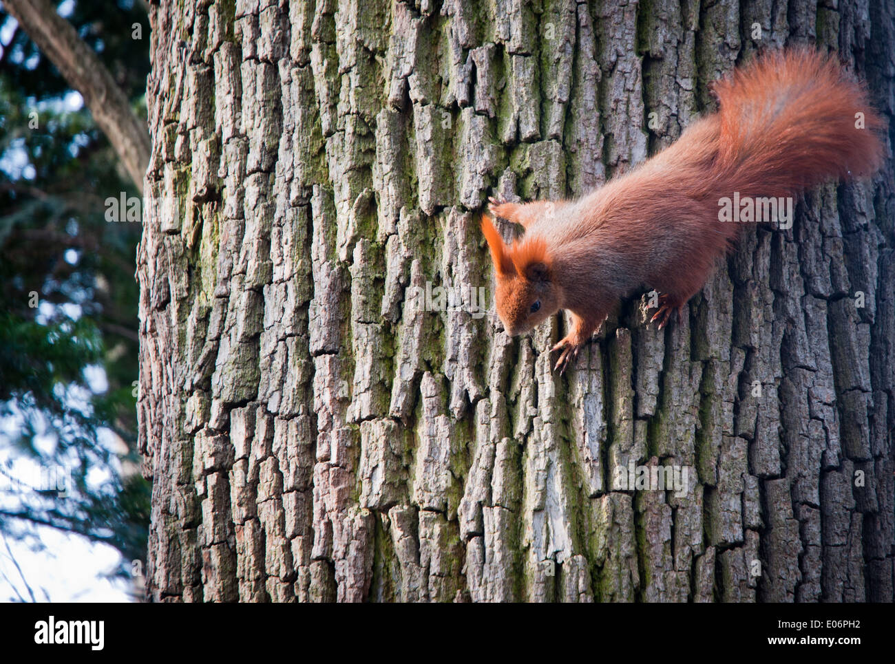 ginger squirrel on a tree in Lazienki Royal Bath Park in Warsaw, Poland ...
