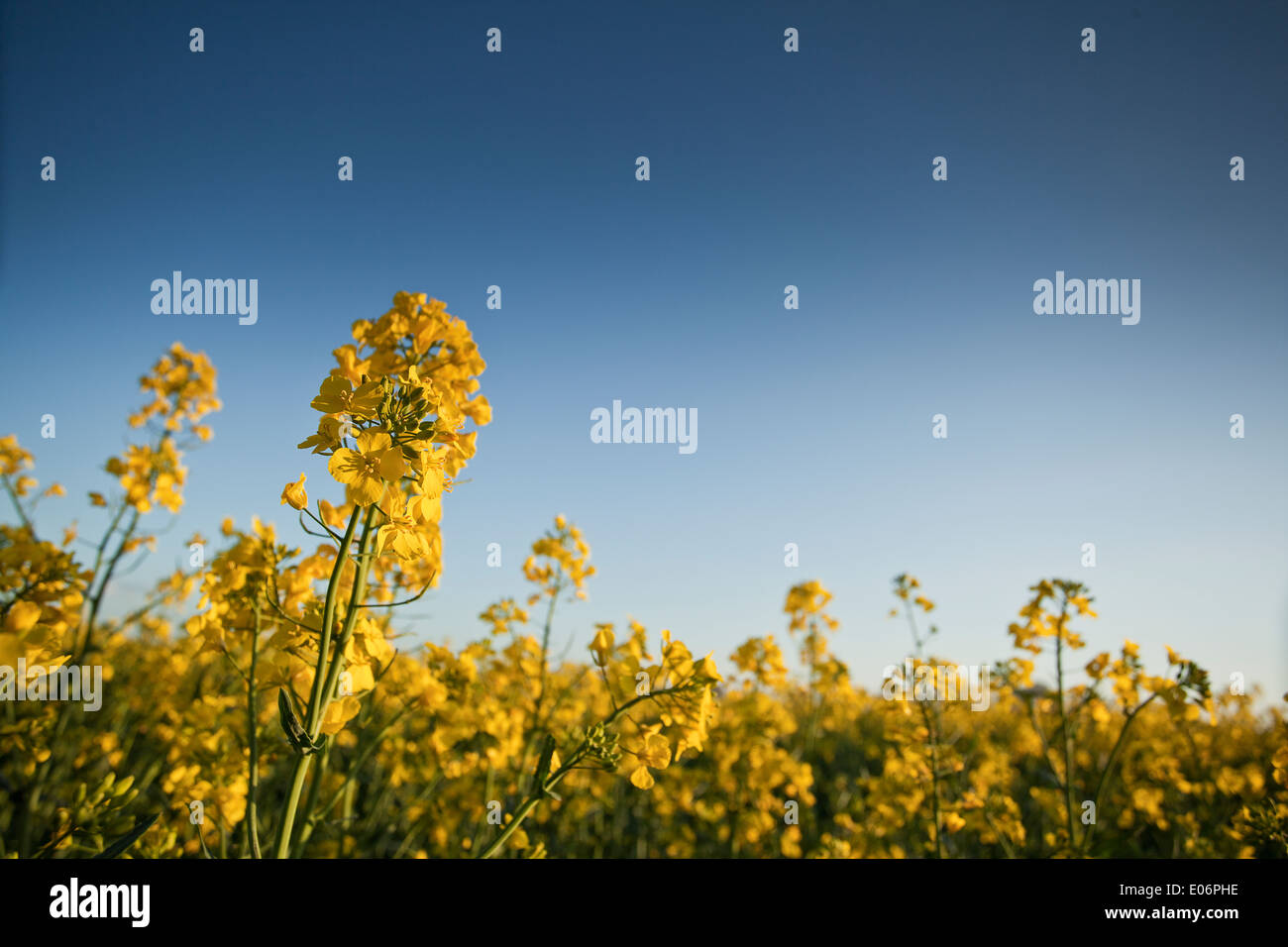 Field of Rape Seed Stock Photo - Alamy