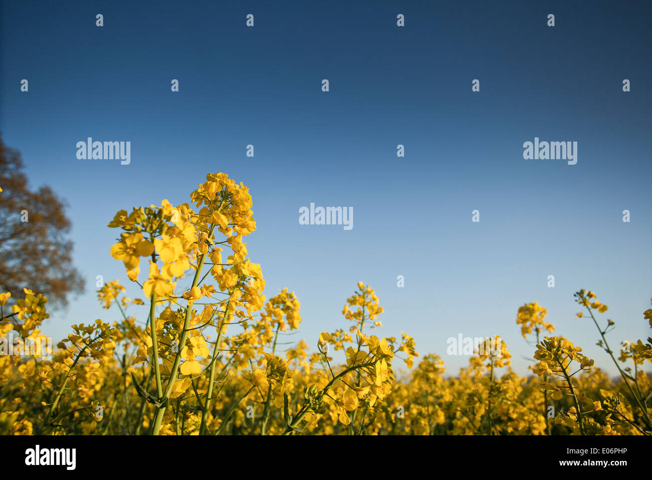 Field of Rape Seed Stock Photo - Alamy