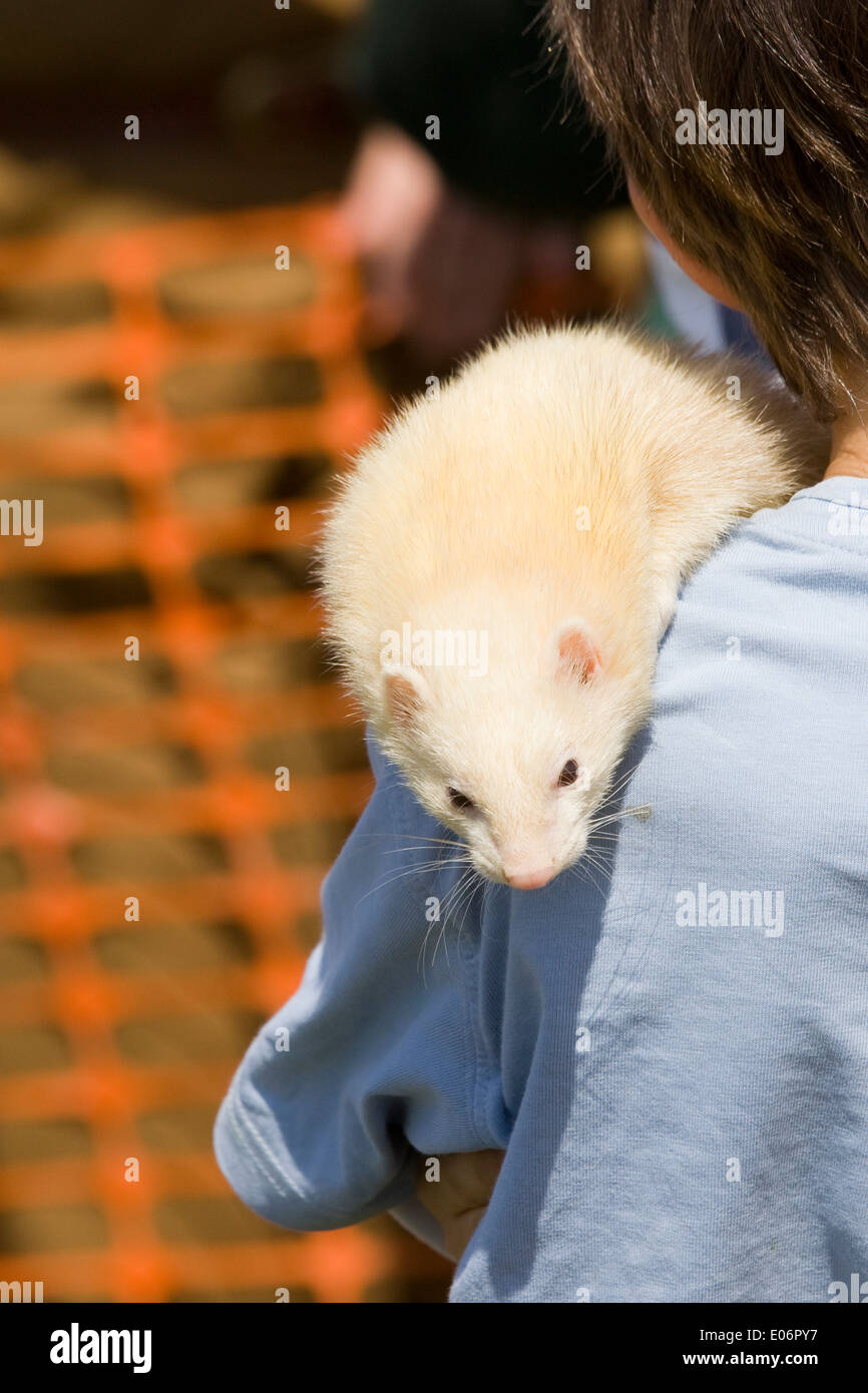 Pet Ferret being Carried by his owner Stock Photo - Alamy