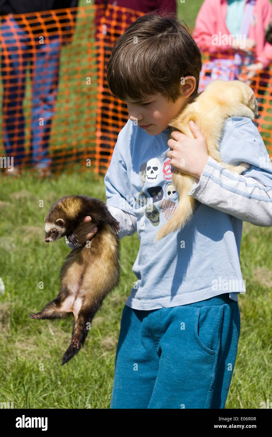 Pet Ferret being Carried by his owner Stock Photo - Alamy