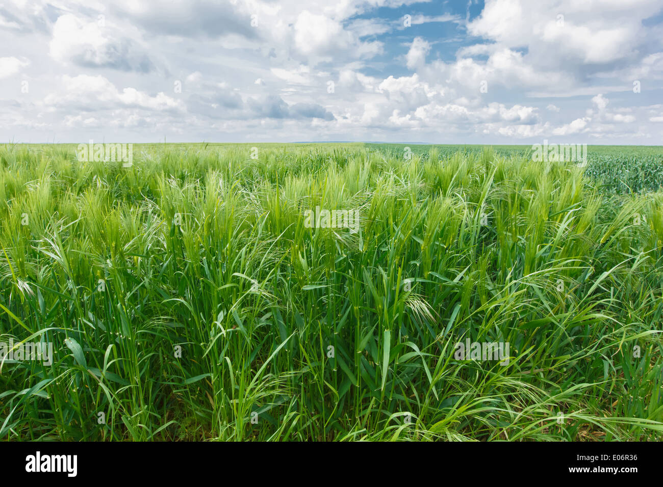 Oat Field. Agricultural field with green oats in spring season. Spring ...