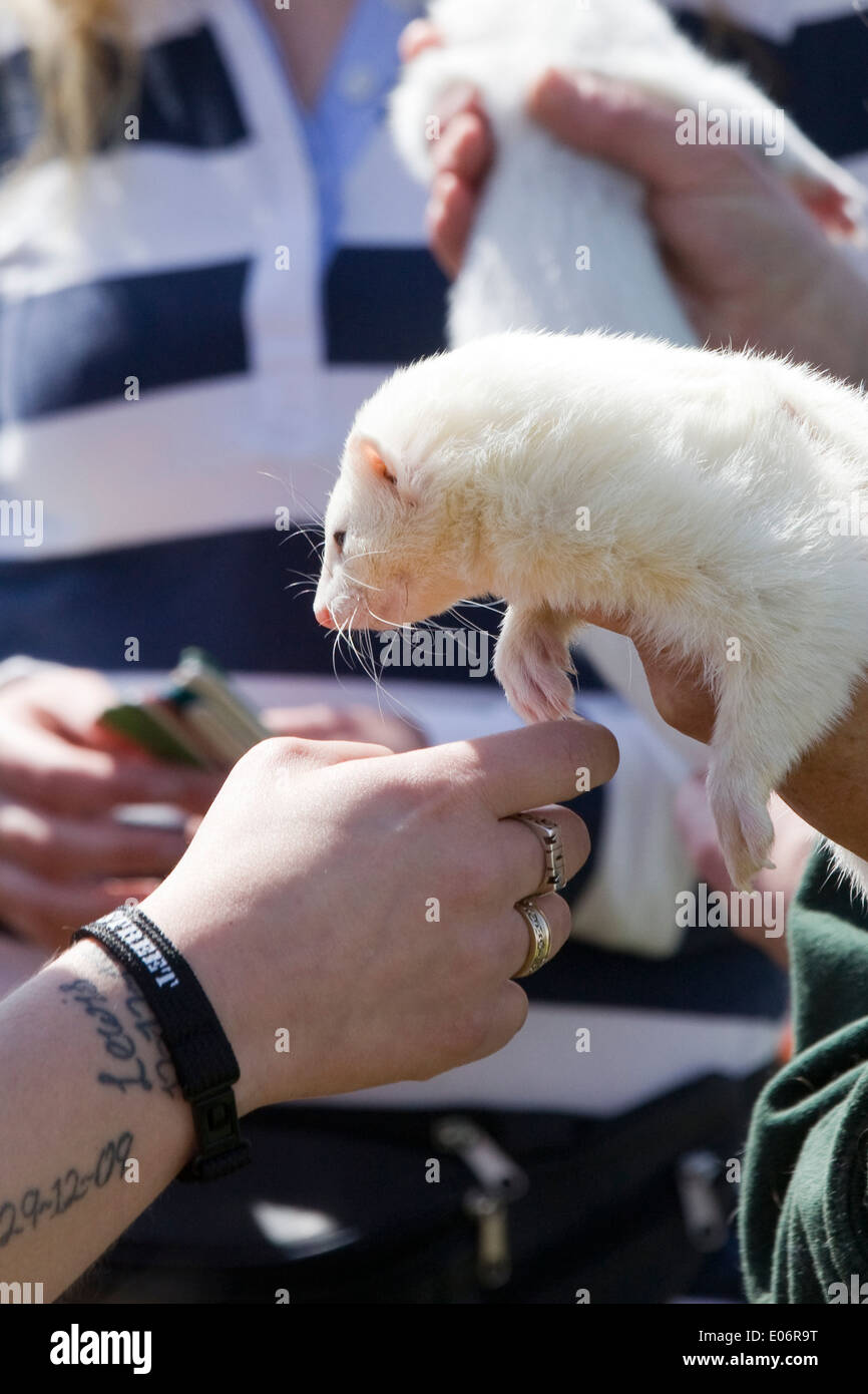 Boy ferreting hi-res stock photography and images - Alamy