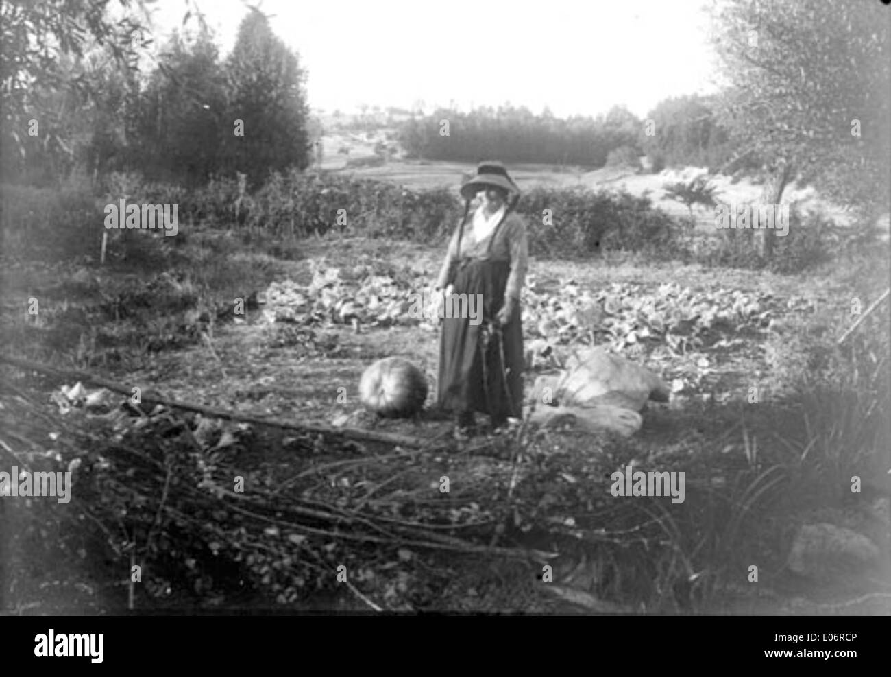 A photograph from October 1895 showing a border area (la bordière) and ...