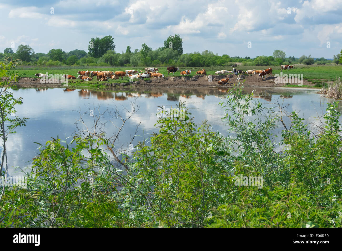 Rural landscape. Country rural scene with lake and few cows on pasture ...