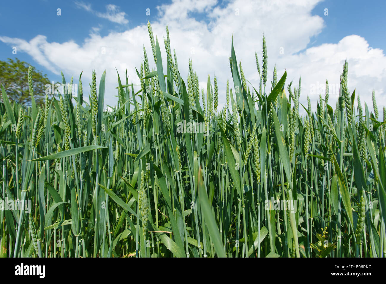 Green wheat. Green spring grains Stock Photo - Alamy