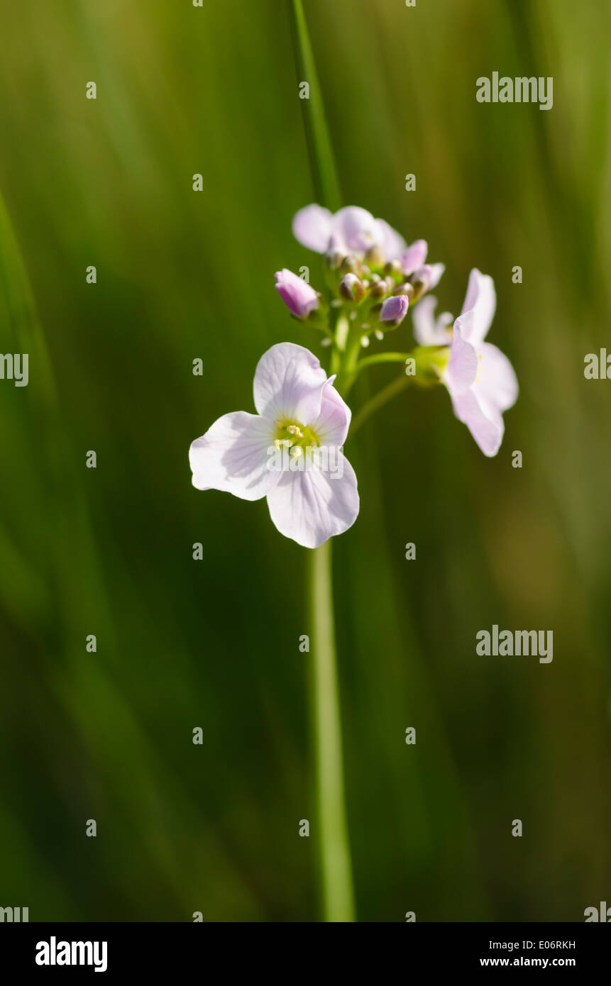 Grasses and cuckoo flower hi-res stock photography and images - Alamy