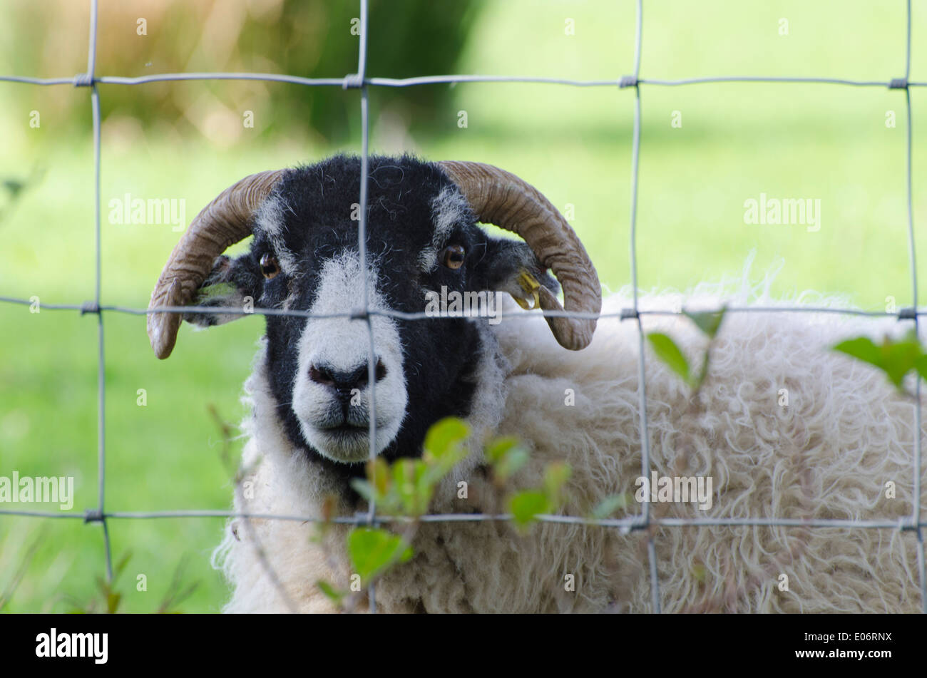 Prisoner behind fence hi-res stock photography and images - Alamy