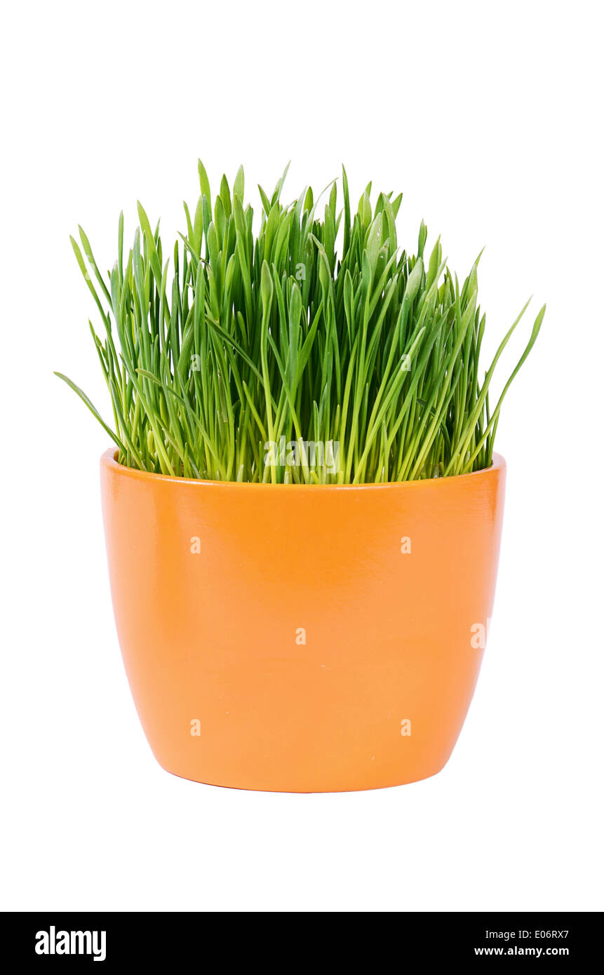 Green grass in pot isolated on white Stock Photo - Alamy