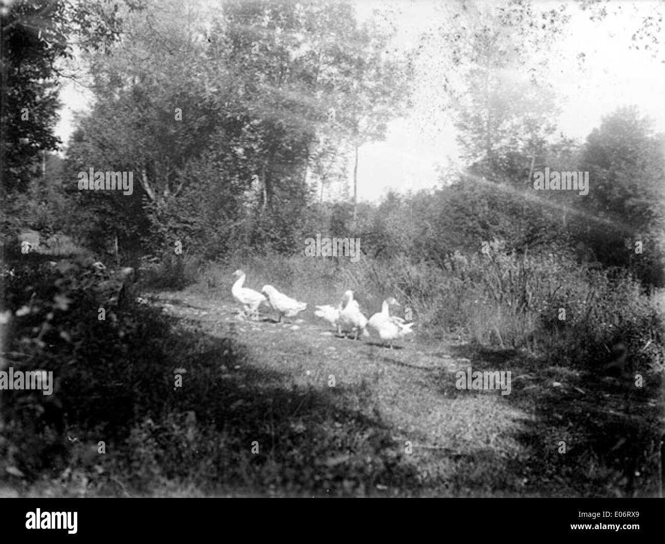 A photograph showing a flock of geese in Cornusson, captured in ...