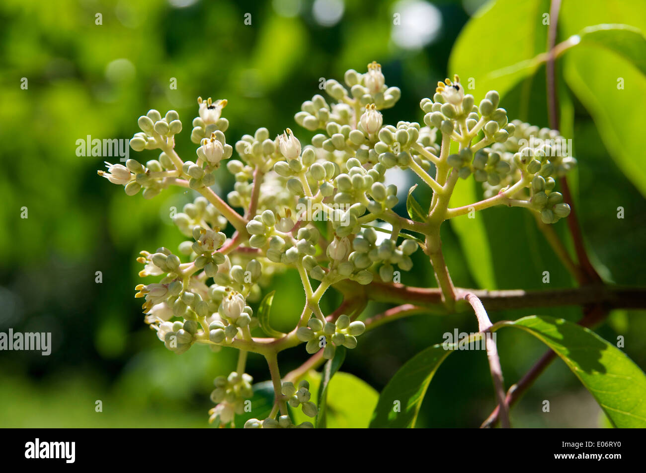 Panicle inflorescence hi-res stock photography and images - Alamy