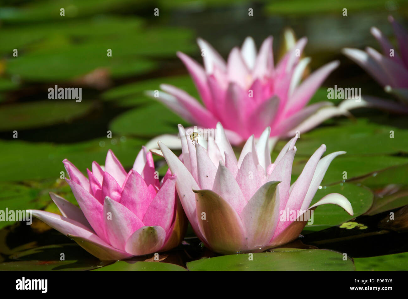 Nymphaeaceae hi-res stock photography and images - Alamy