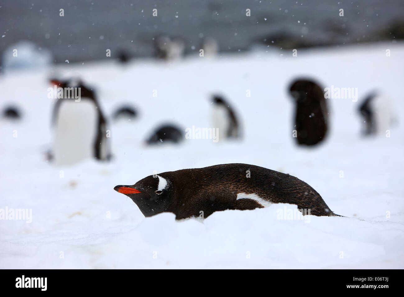 penguin lying down in snow in gentoo penguin colony on cuverville ...