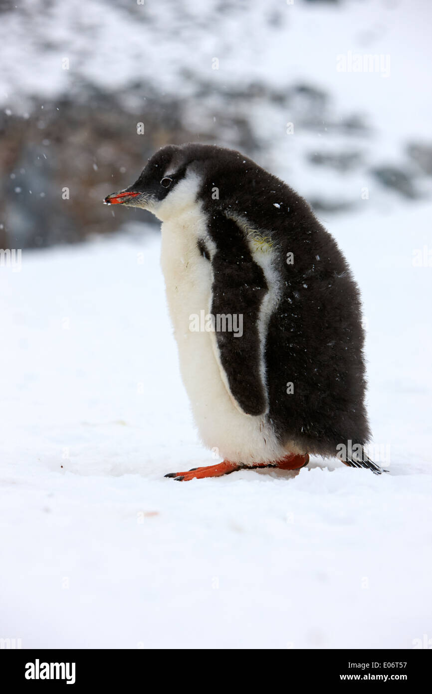 single juvenile penguin on cuverville island antarctica Stock Photo - Alamy