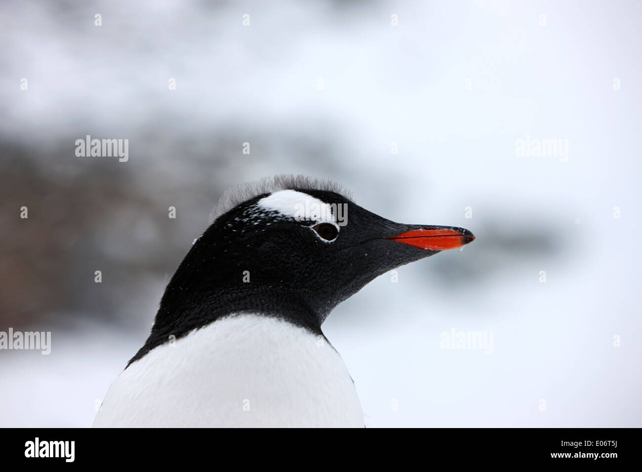 juvenile penguin with downy feathers still on its head cuverville ...