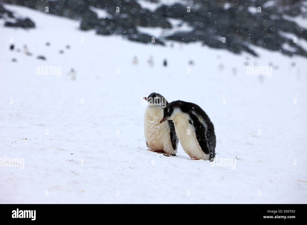 Juvenile penguins hi-res stock photography and images - Alamy