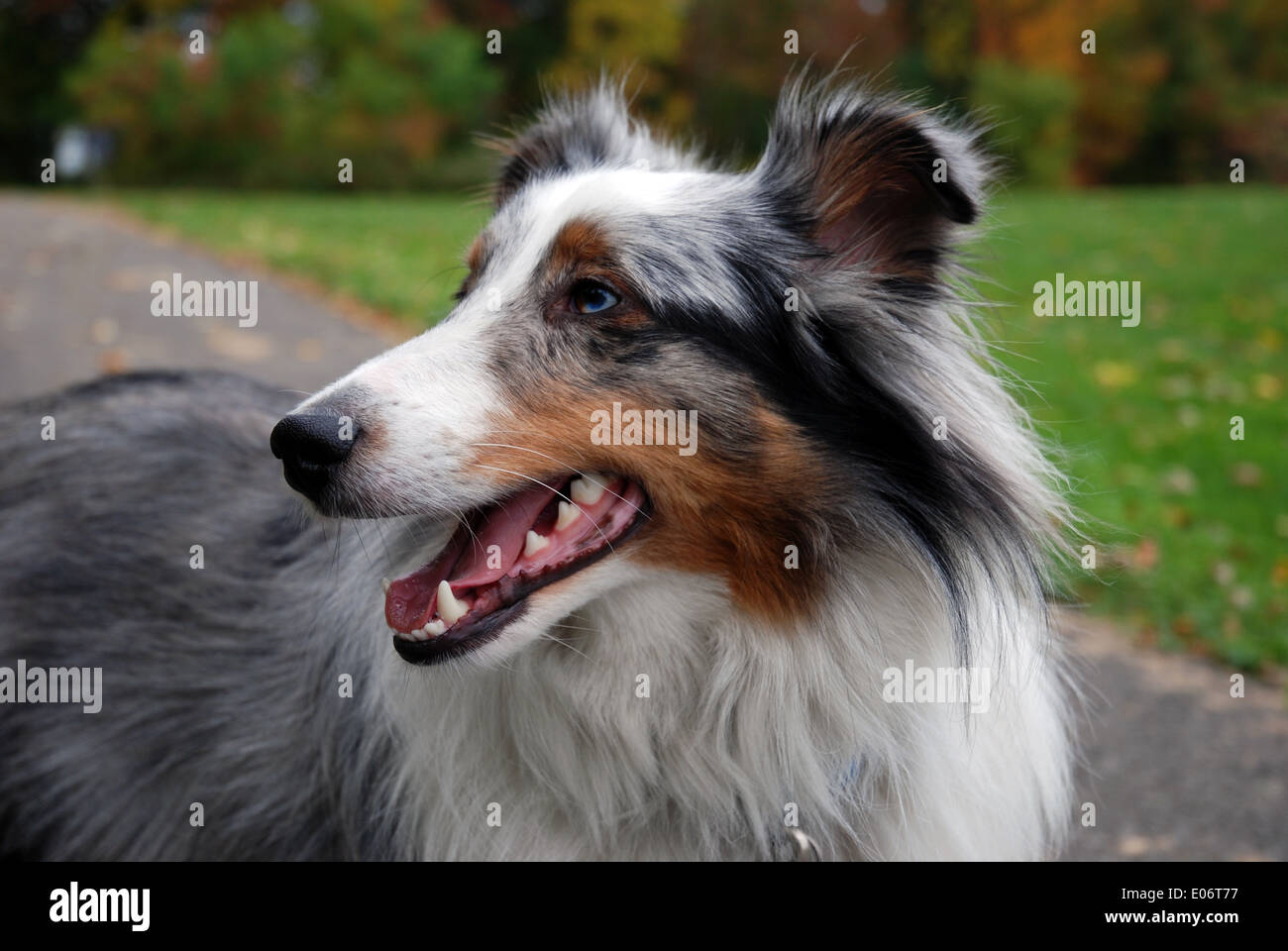 Blue merle sheltie hi-res stock photography and images - Alamy