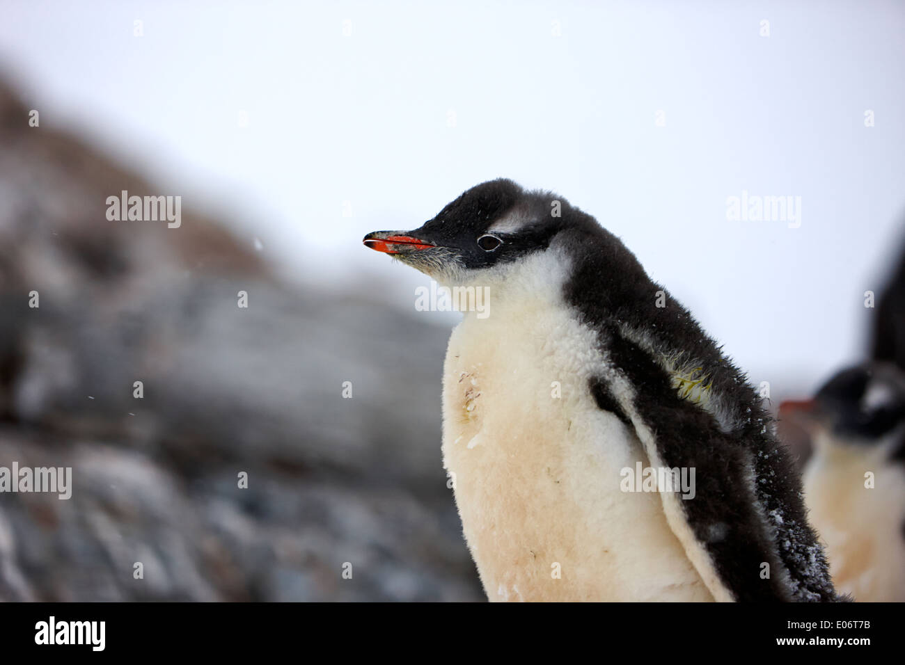 juvenile penguin in gentoo penguin colony on cuverville island ...