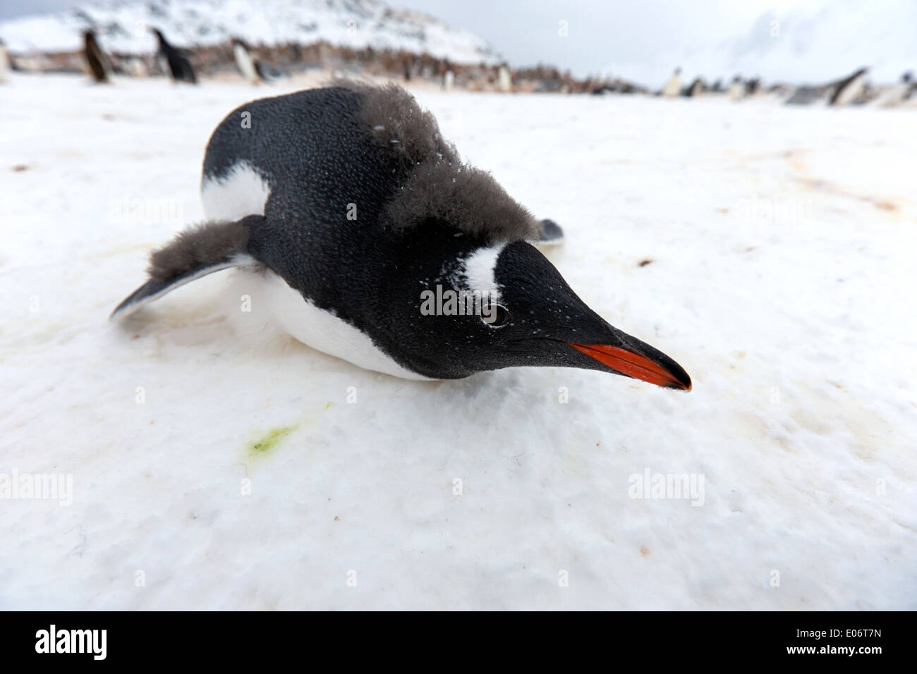 Penguin Lying Down High Resolution Stock Photography and Images - Alamy