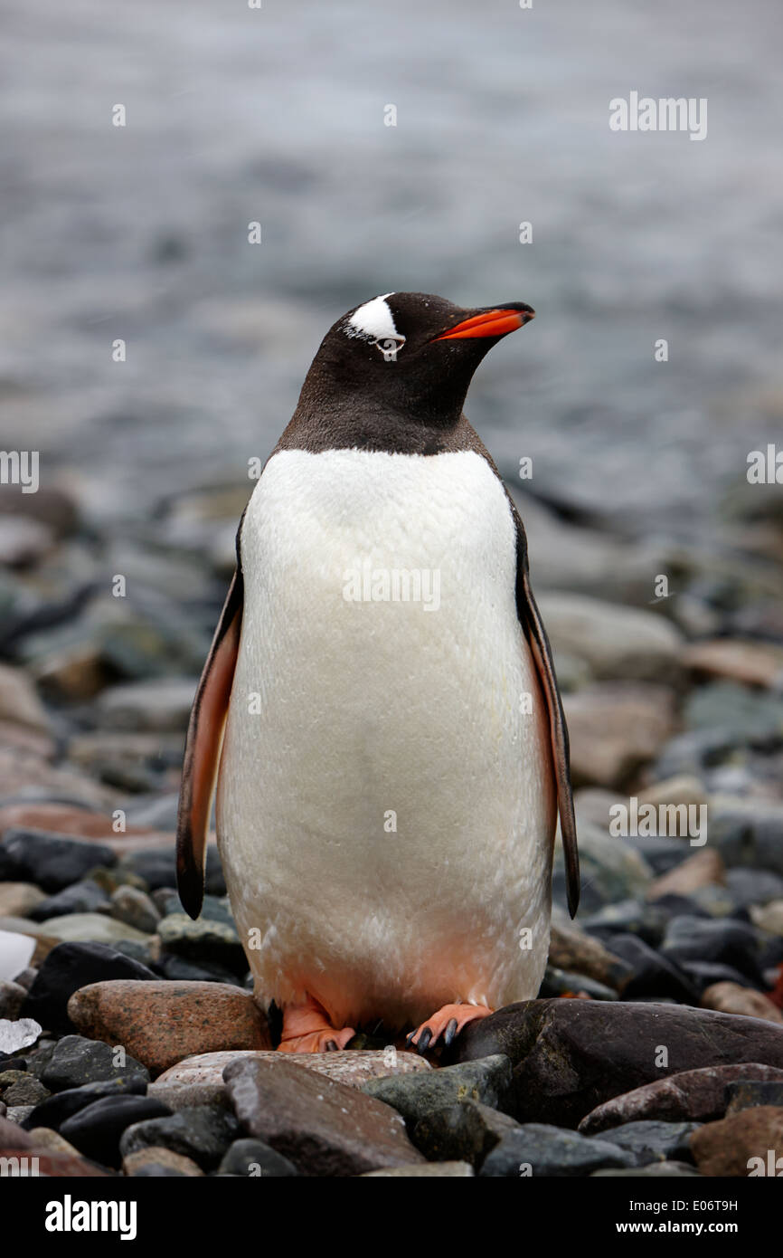 Lone penguin on the beach hi-res stock photography and images - Alamy