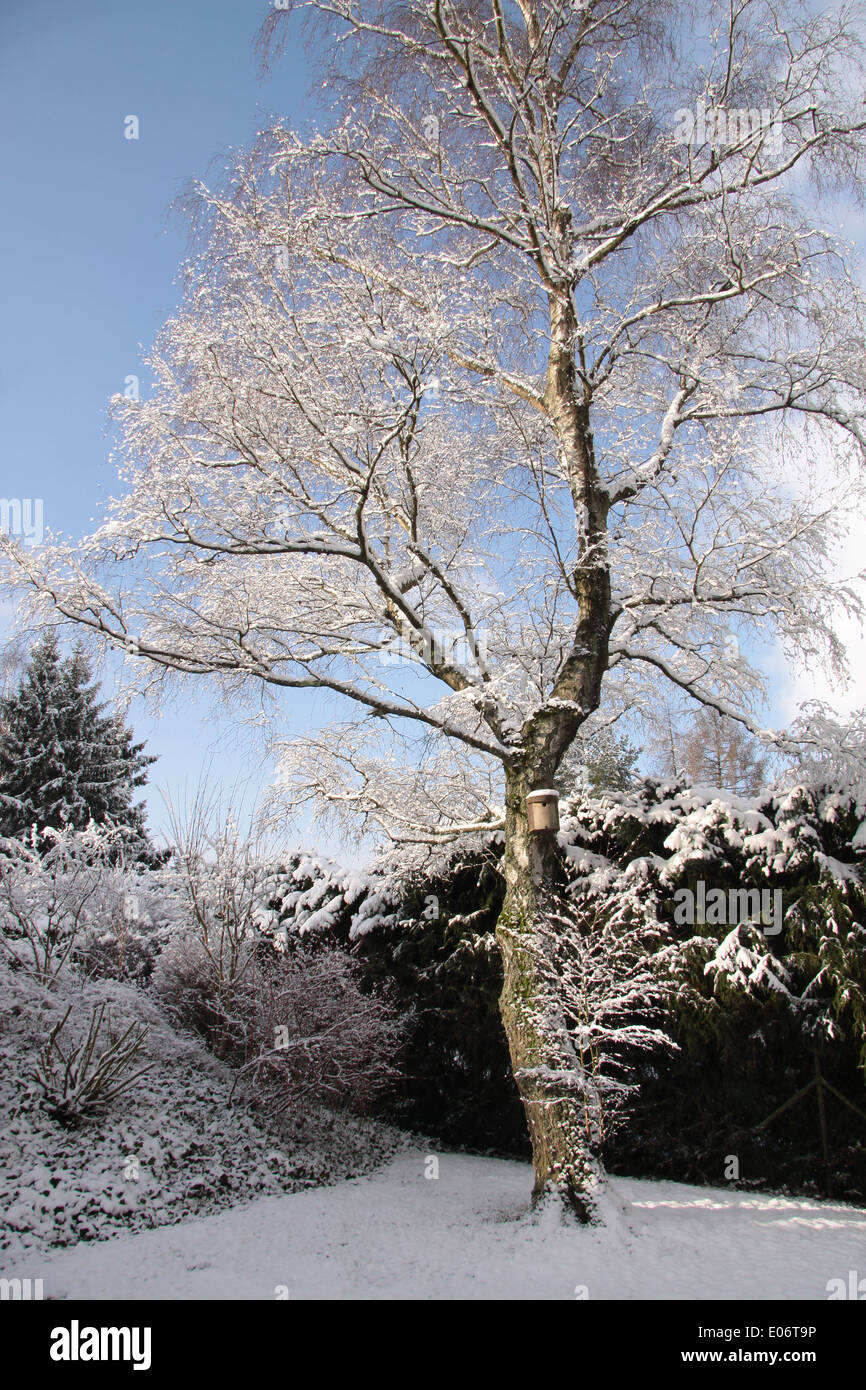 Snowy birch tree the garden at wintertime Stock Photo - Alamy