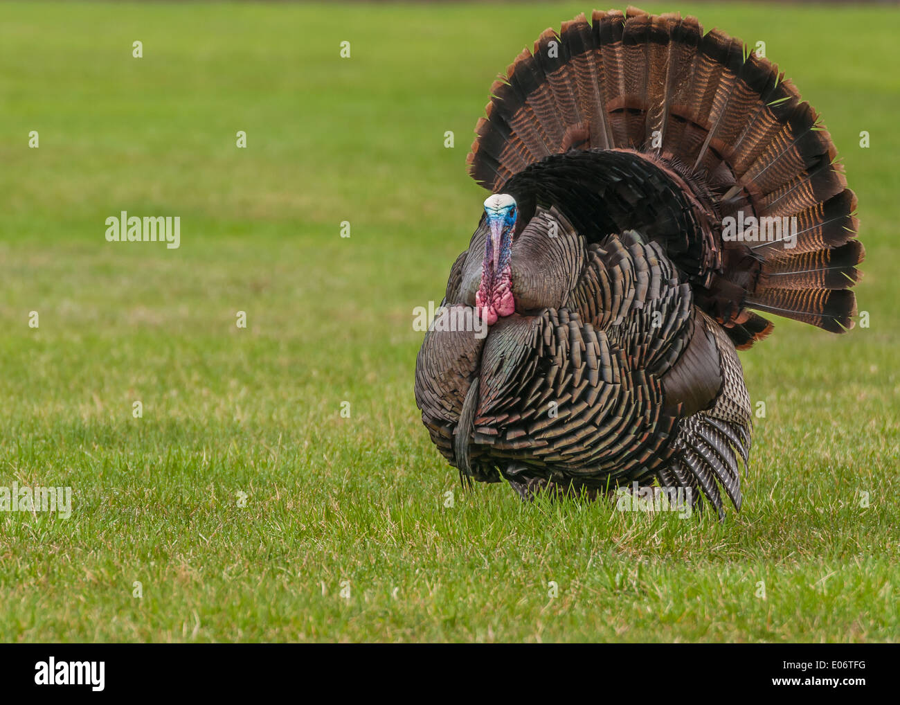 Strutting jake turkey hi-res stock photography and images - Alamy