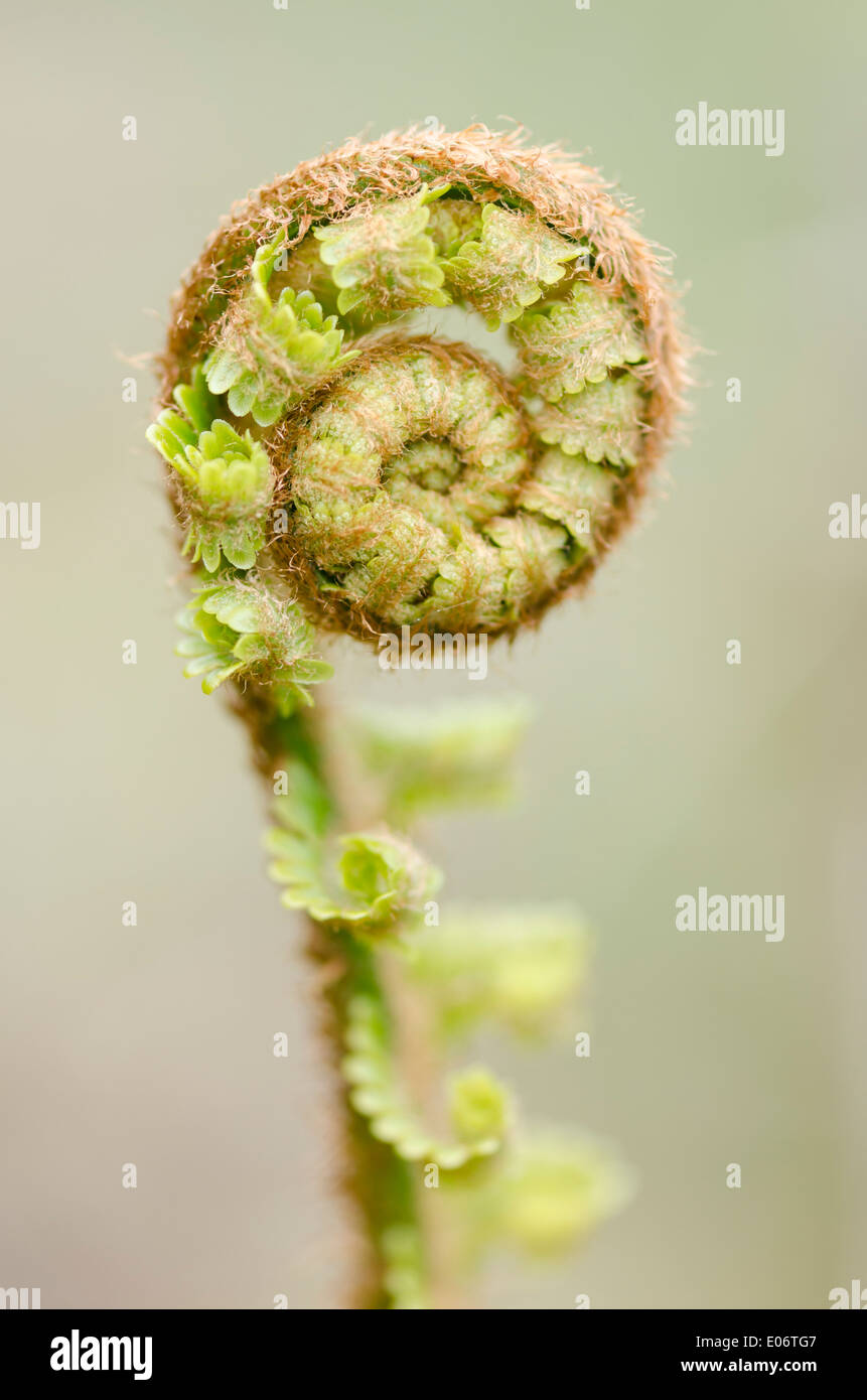 Uncurl hi-res stock photography and images - Alamy