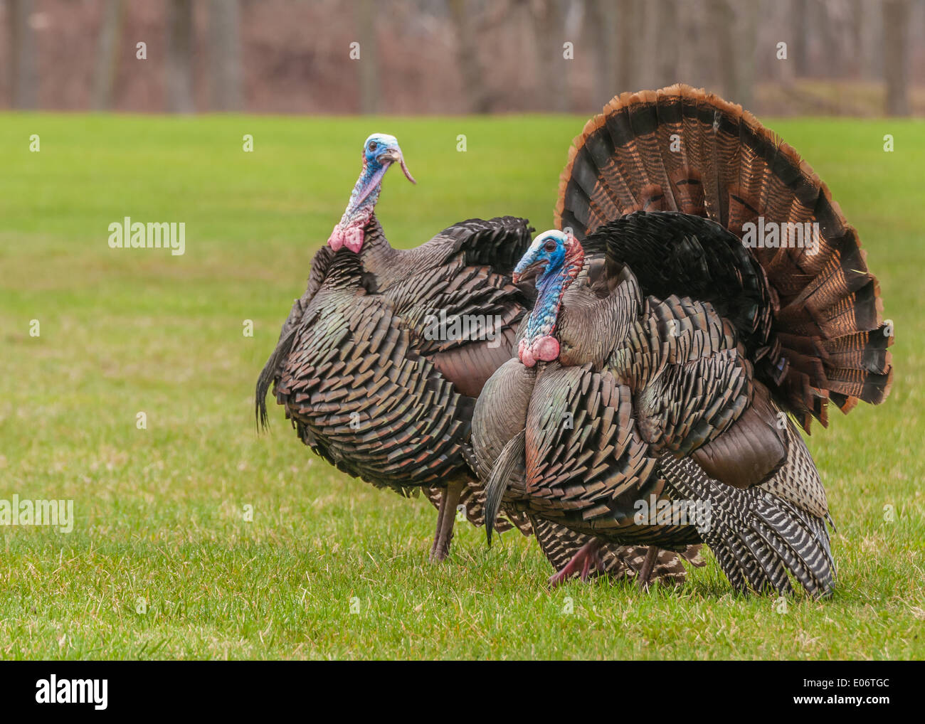 Wild turkey strutting for a mate in the spring mating season Stock ...