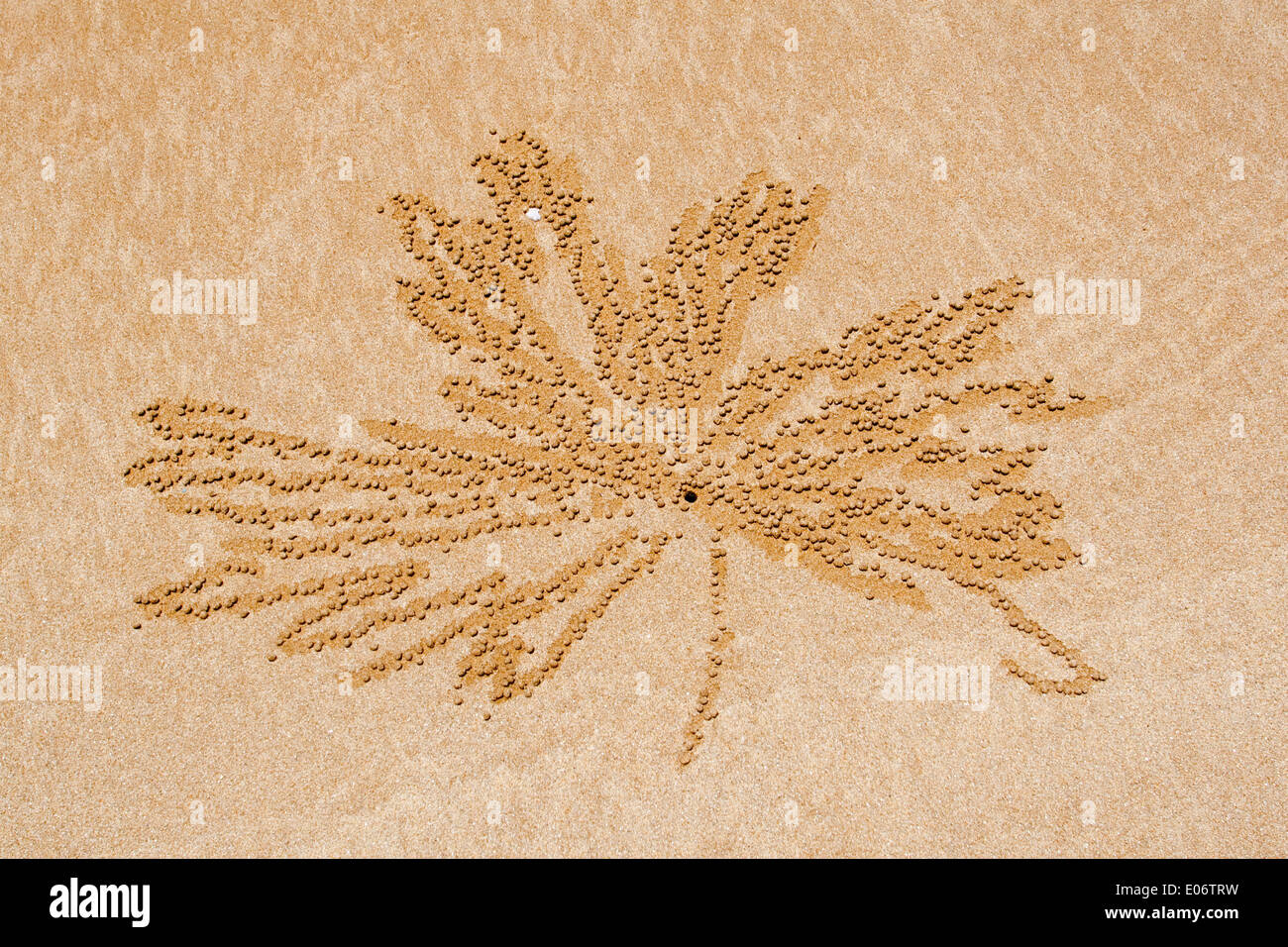 Created by sand bubbler crab pellets, Australia The palm Stock Photo ...