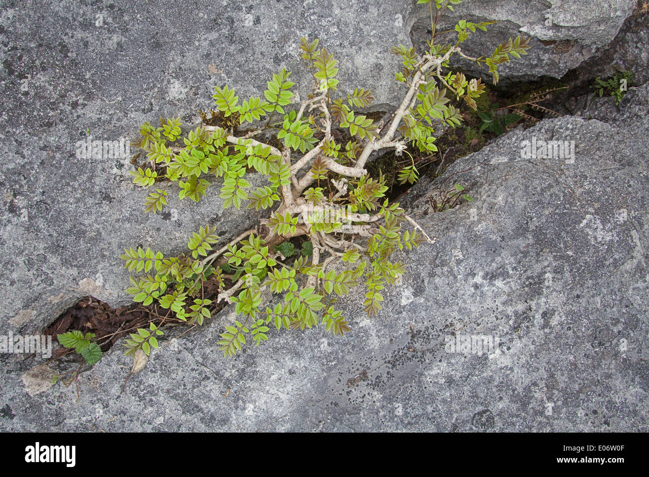 Rowan ash tree hi-res stock photography and images - Alamy