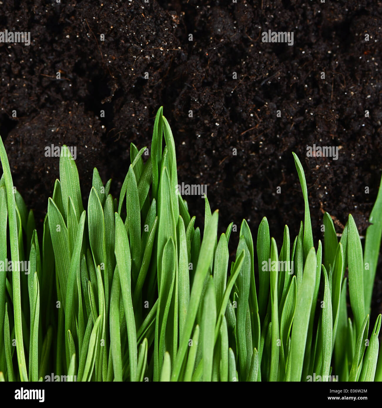 Green grass with a ground close up Stock Photo - Alamy