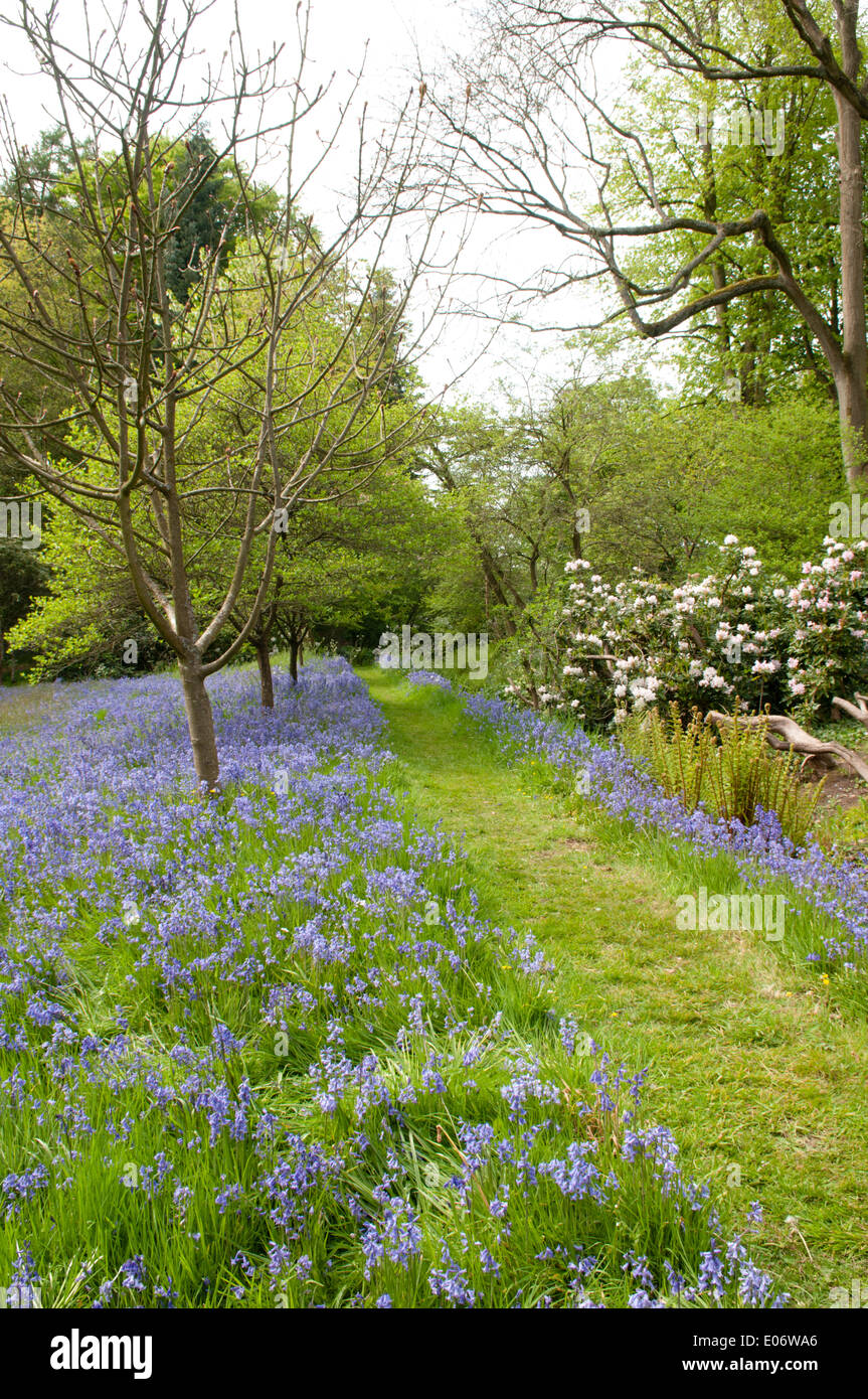 Bluebell walk in National Trust gardens at Wightwick Manor ...