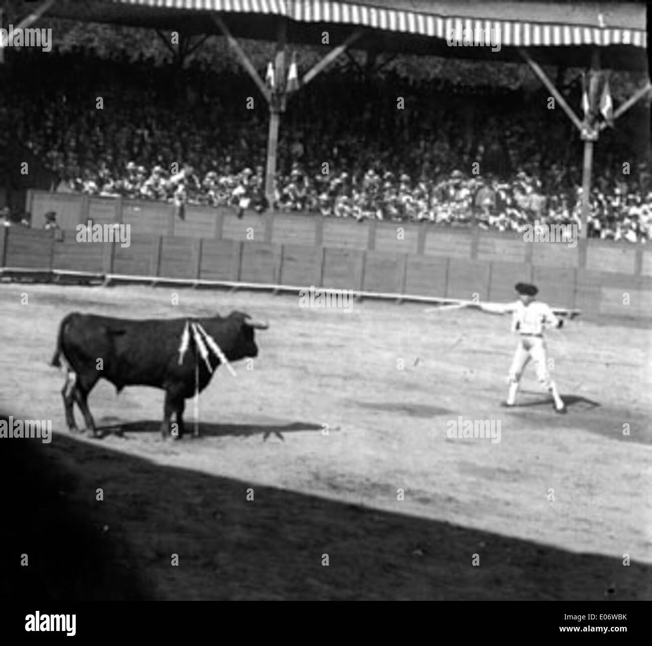 A historical photograph of matadors in an arena during a bullfight. The ...