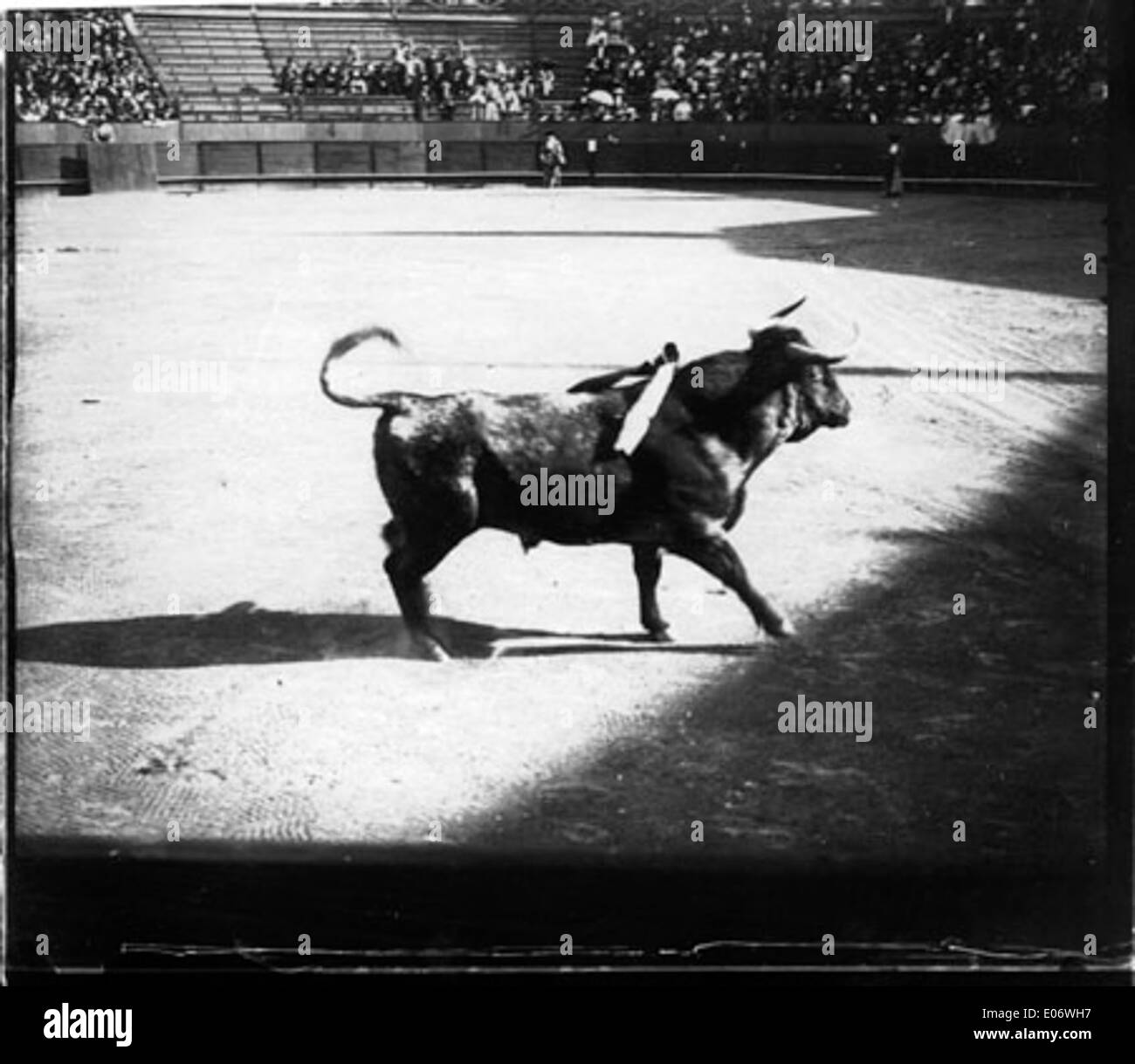 A photograph of a bull in the arena, capturing the intensity of a ...
