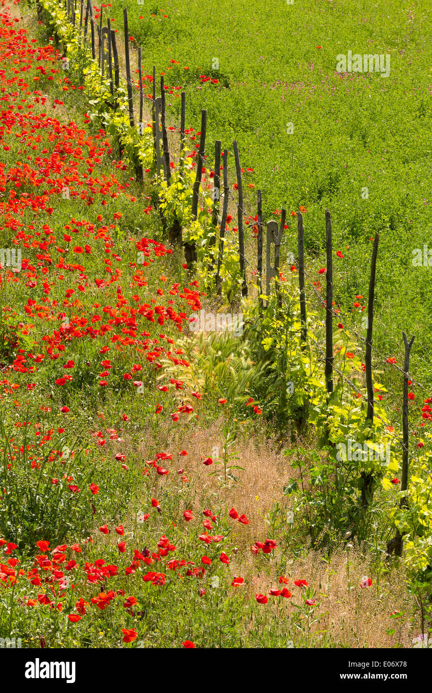 Poppies in between the vines hi-res stock photography and images - Alamy