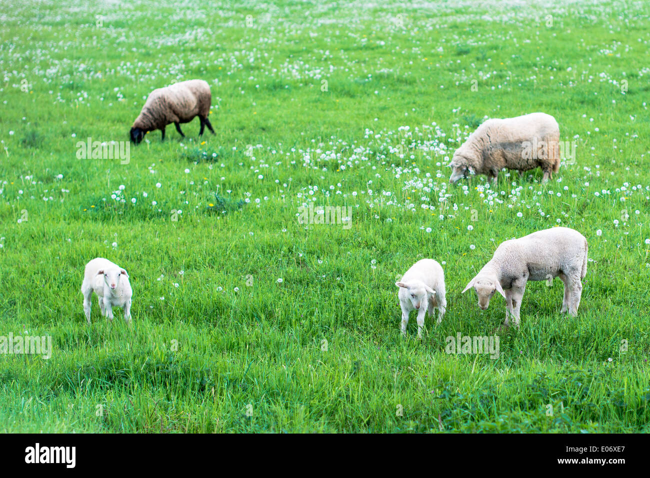cute sheep family Stock Photo - Alamy