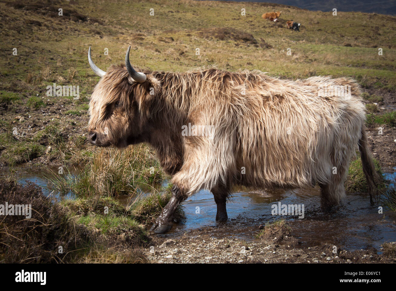 Scotland landscape highland cow hi-res stock photography and images - Alamy
